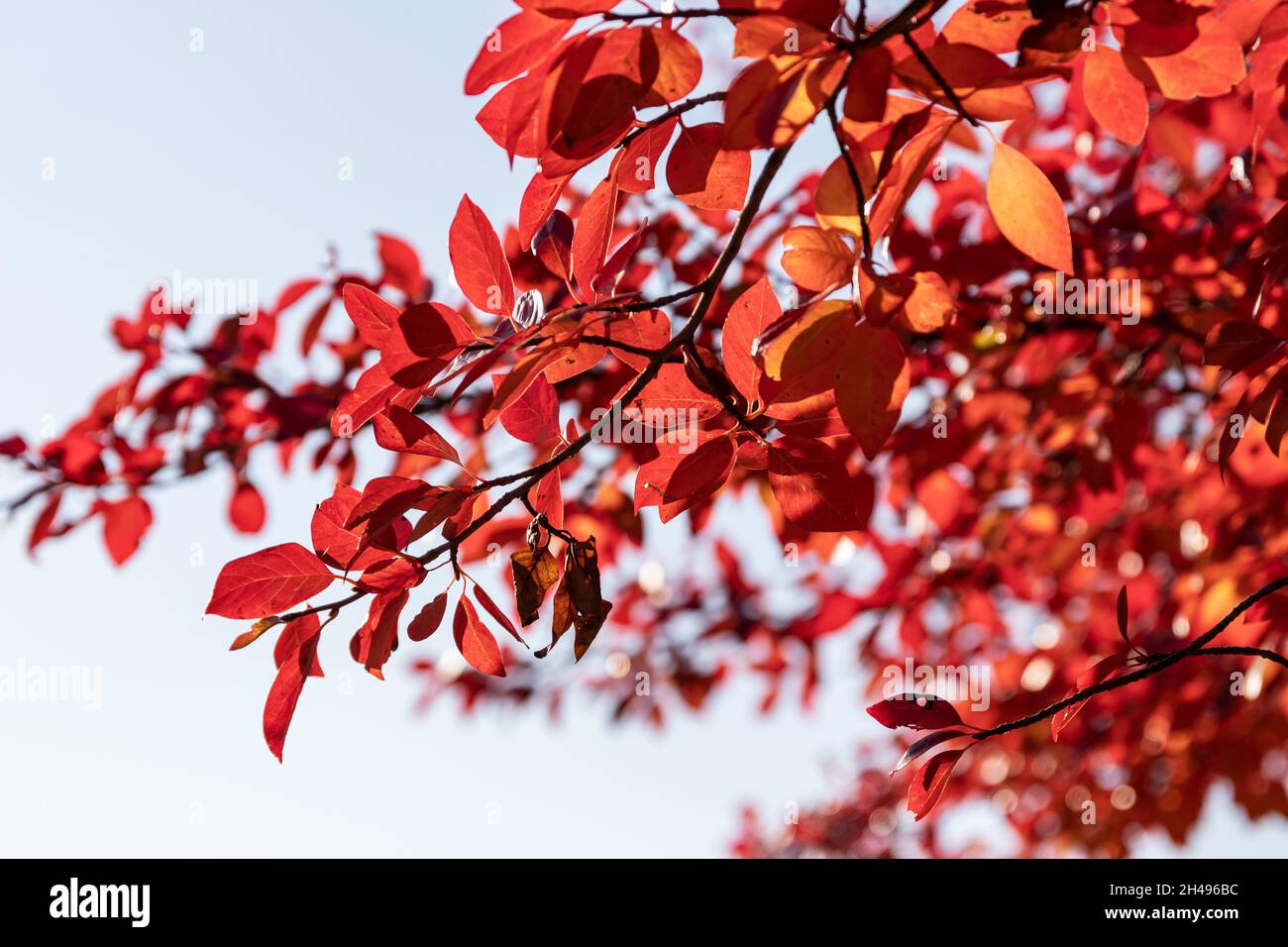 Tupelo tree hi-res stock photography and images - Alamy