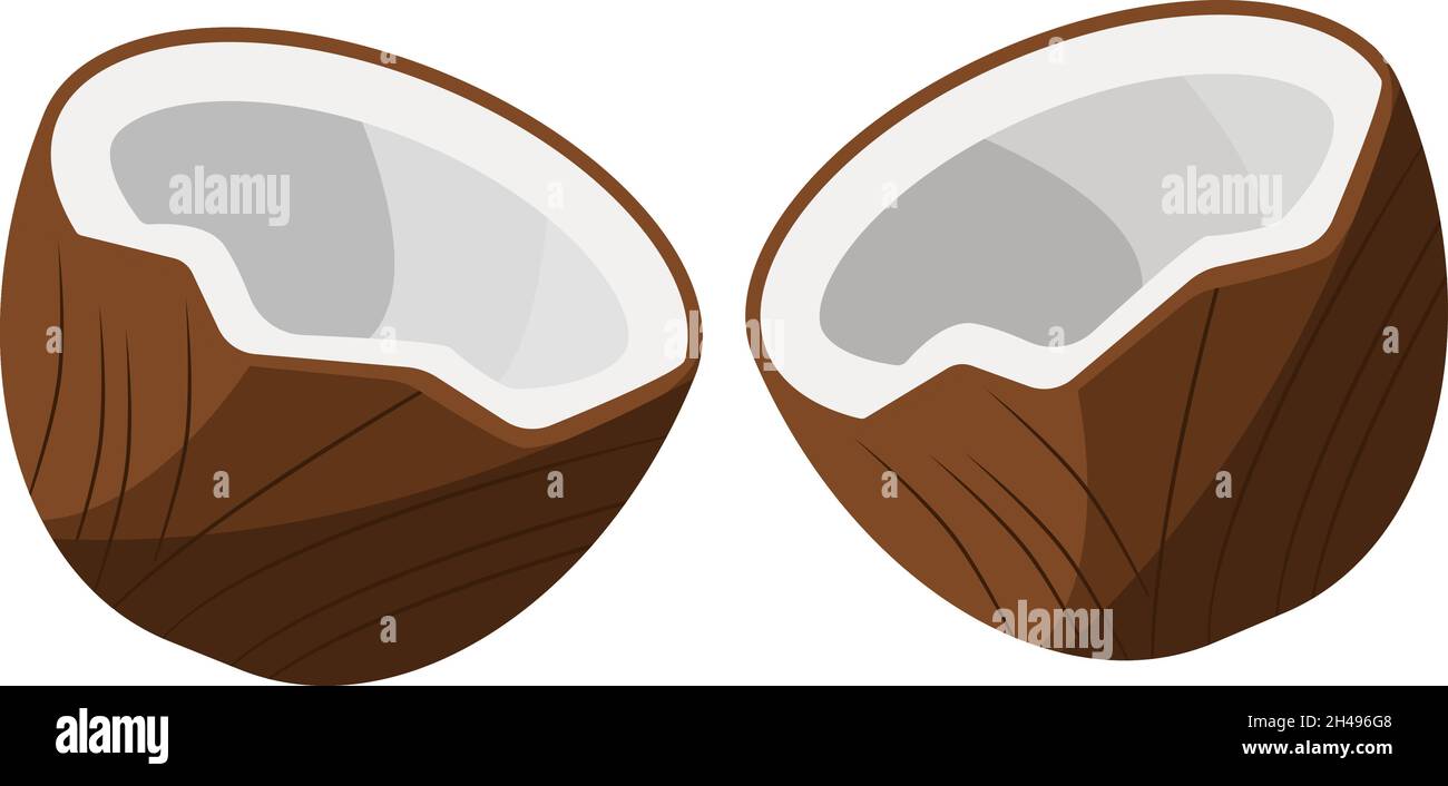 Coconut in half, illustration, vector on a white background Stock ...