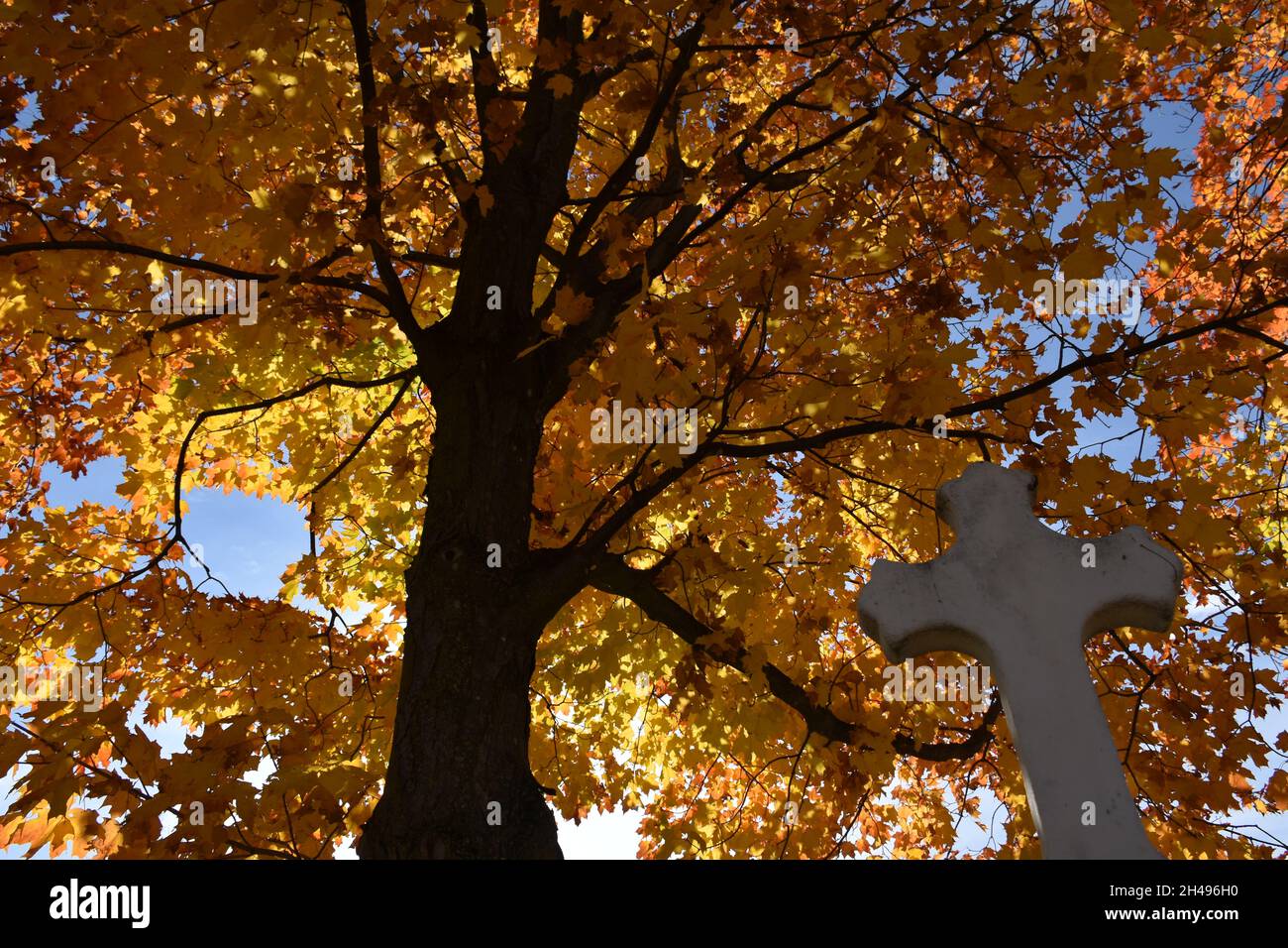 A maple tree in autumn Stock Photo - Alamy