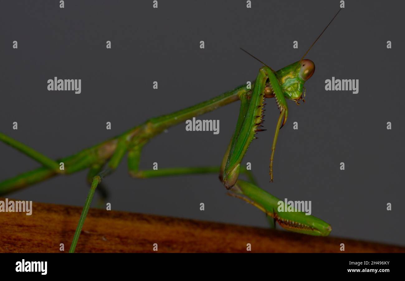 Praying mantis australia hi-res stock photography and images - Alamy