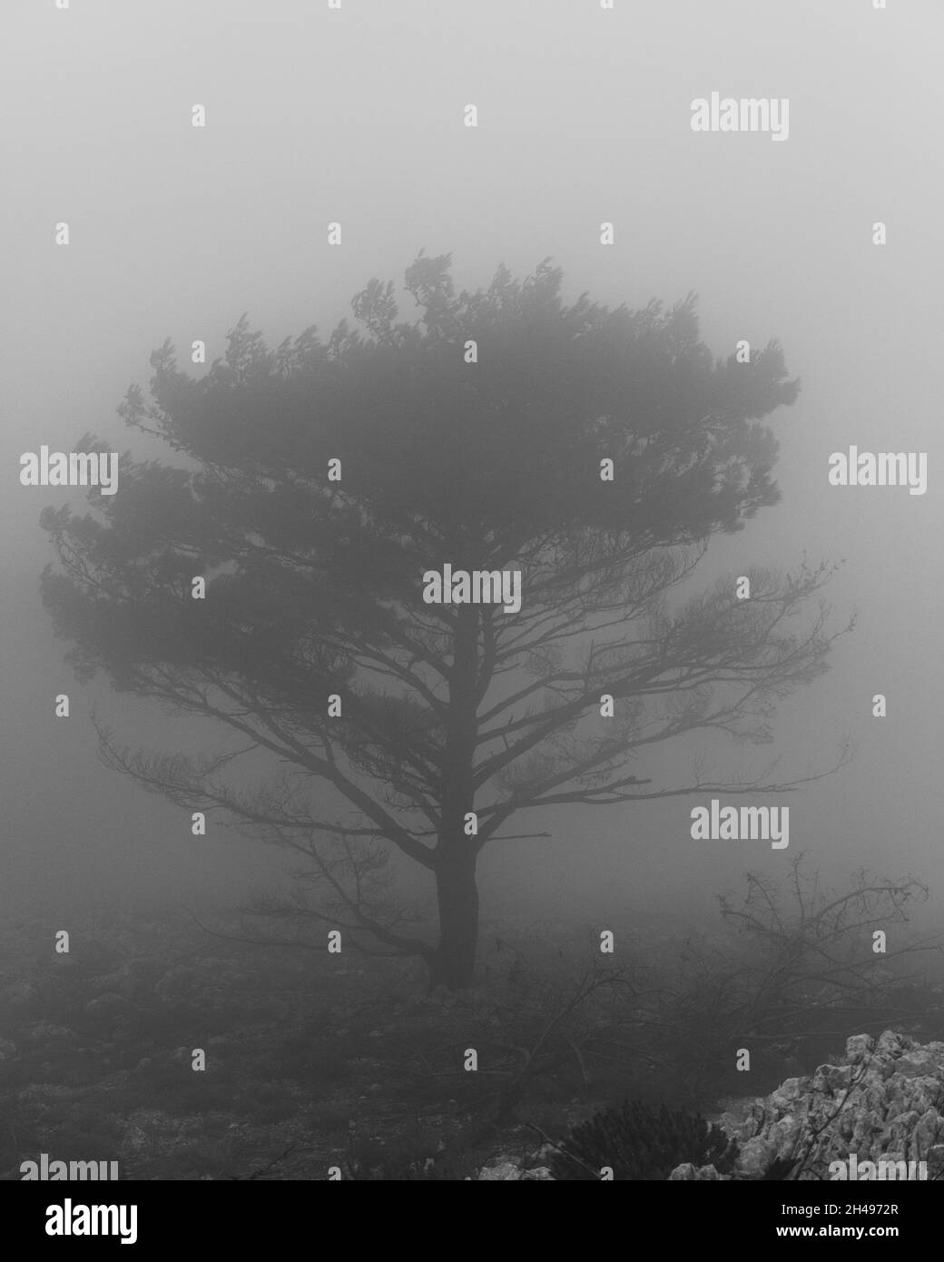 Tree wonder Black and White Stock Photos & Images - Alamy