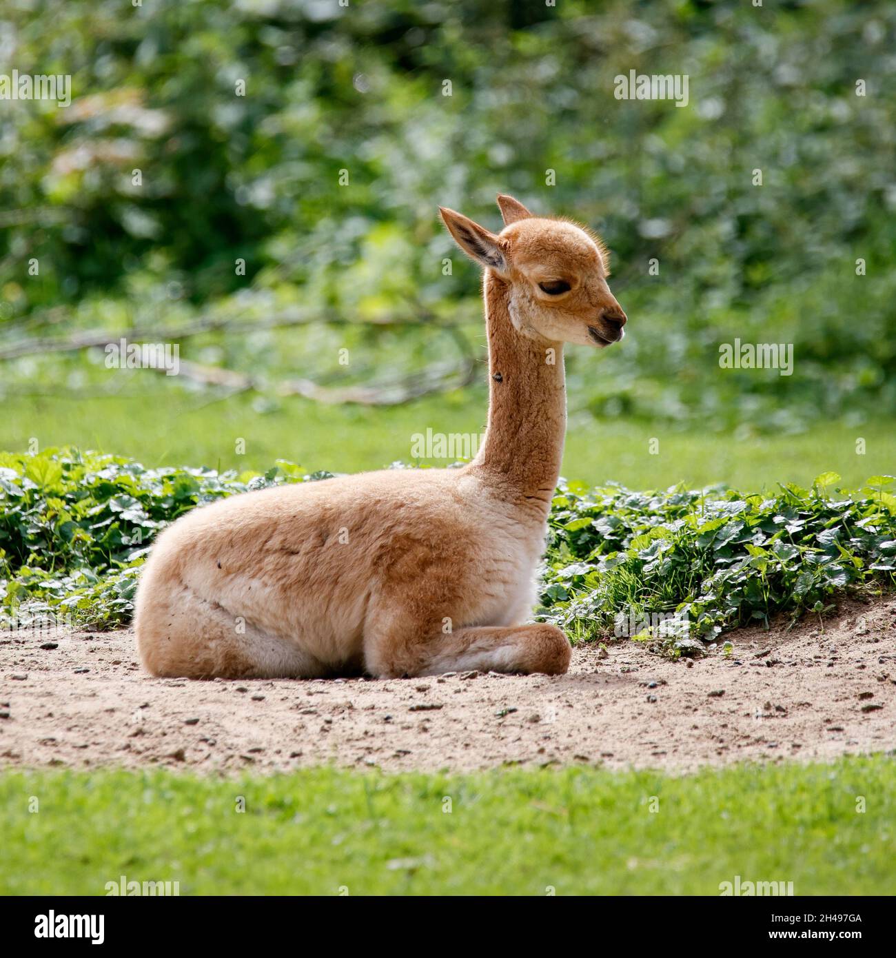 A young vicuna hi-res stock photography and images - Alamy