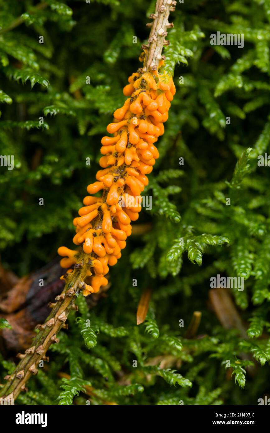 Egg-shell Slime Mould (Leocarpus fragilis) fruiting bodies in a ...