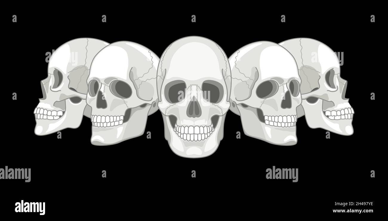 Human skull sides. Humans skulls sketch vector illustration, smiling ...