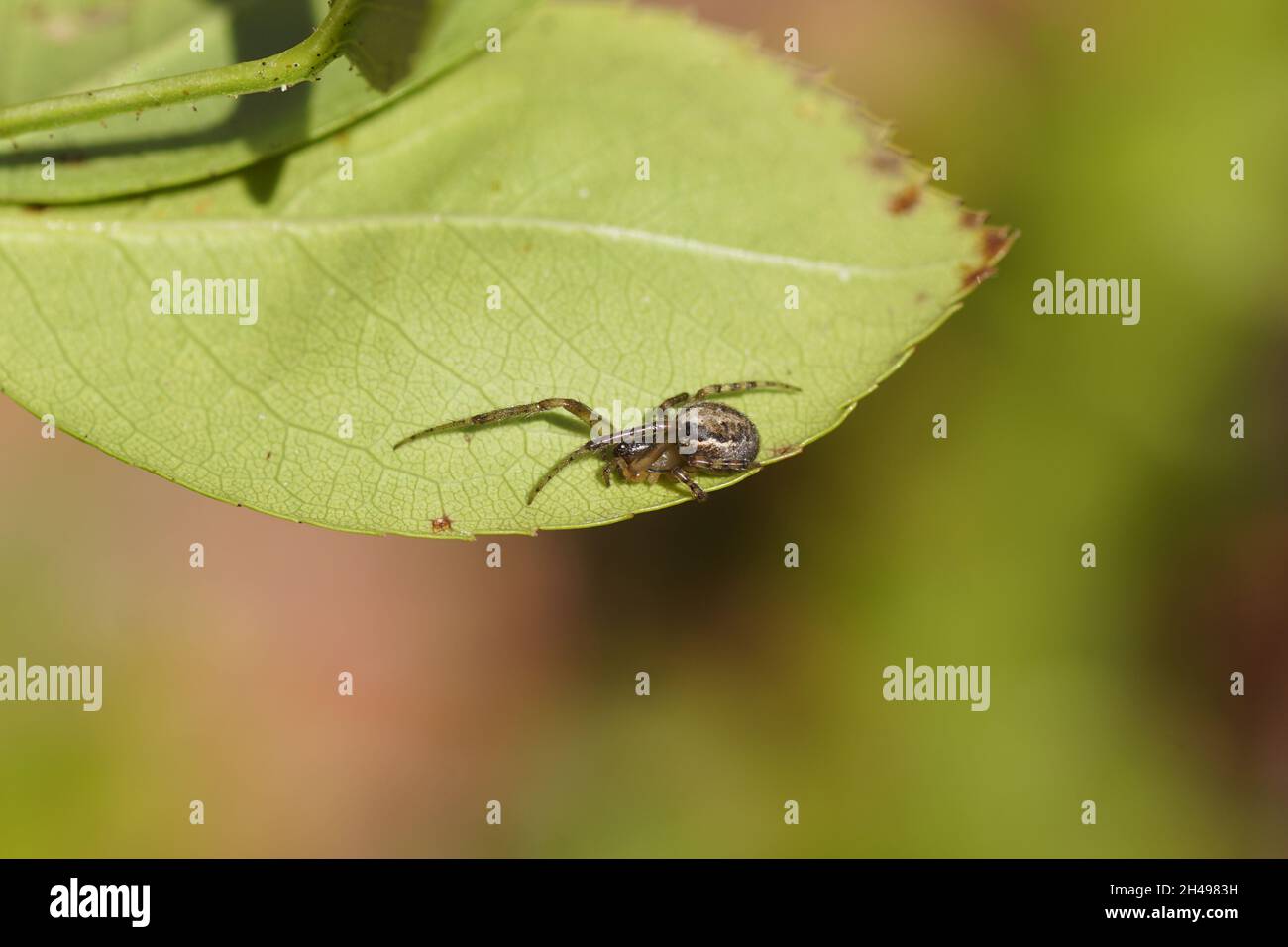 Silver sided sector spiders hi-res stock photography and images - Alamy