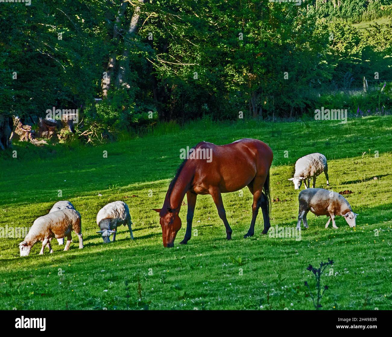 mixed livestock grazing Stock Photo - Alamy