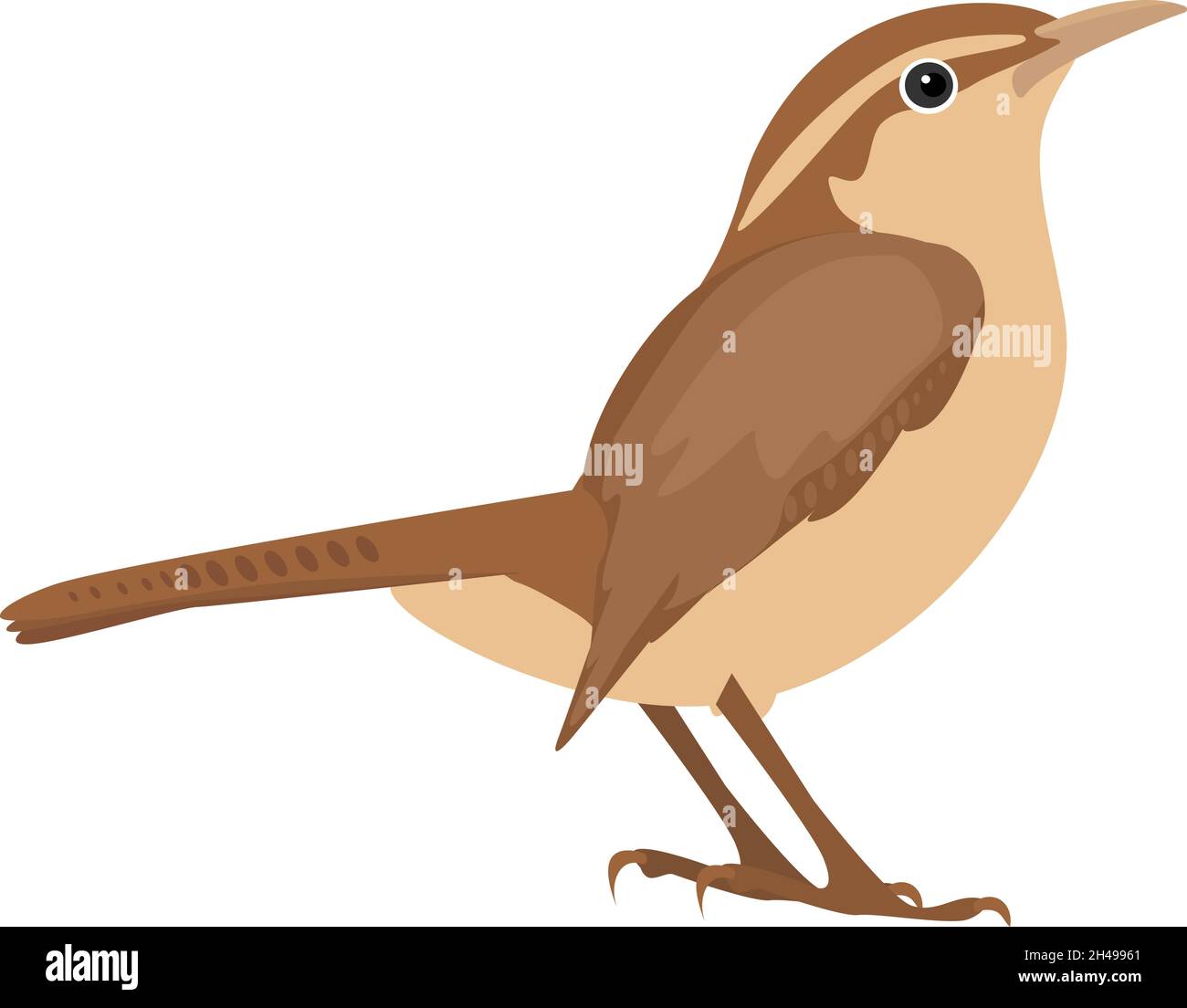 Wren bird, illustration, vector on a white background Stock Vector ...