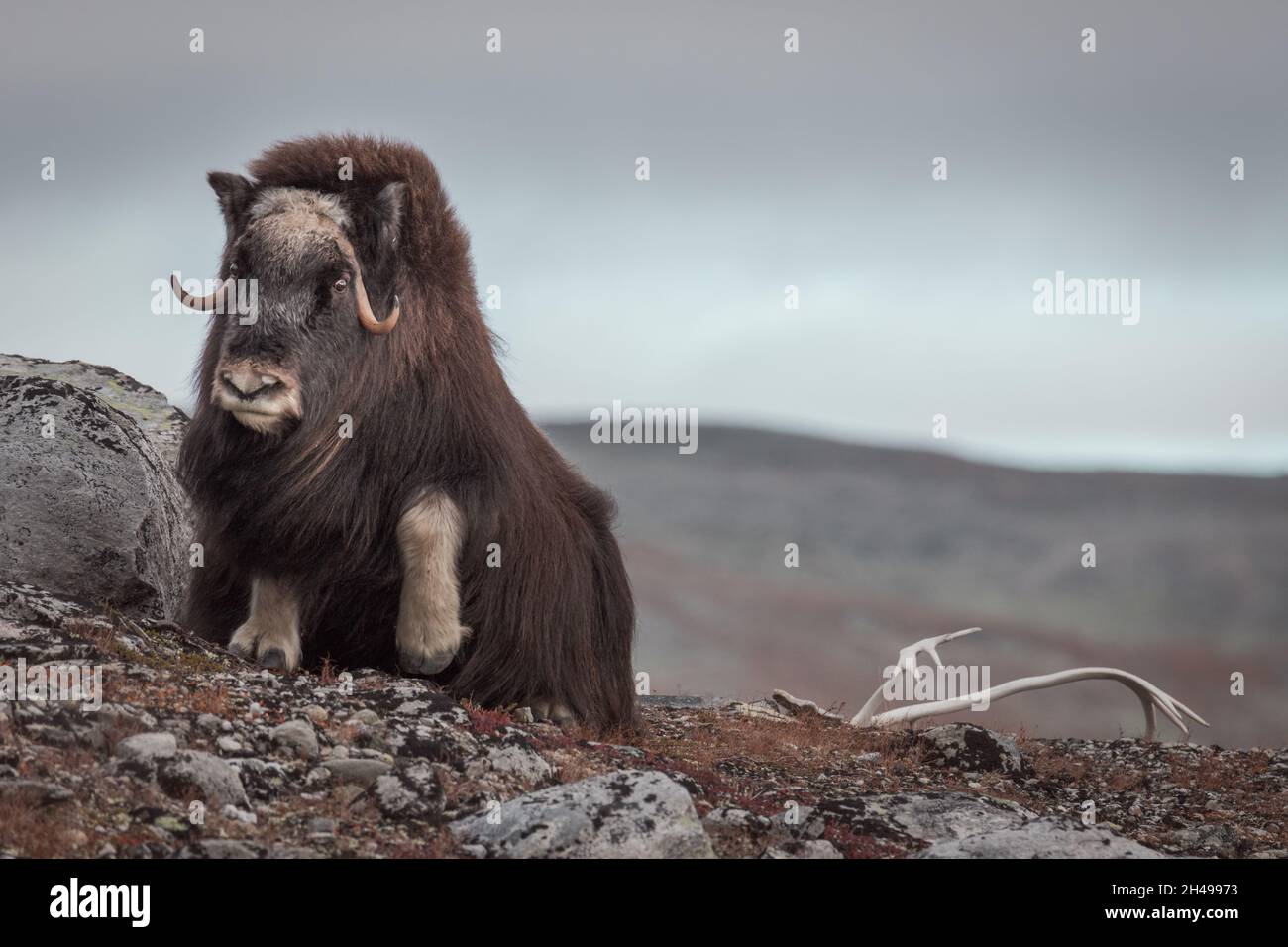 View of a Musk Ox in the mountains of Dovrefjell, Norway Stock Photo ...