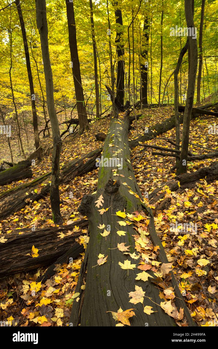 Large logs of old maple trees laying in the hardwood forest of the ...