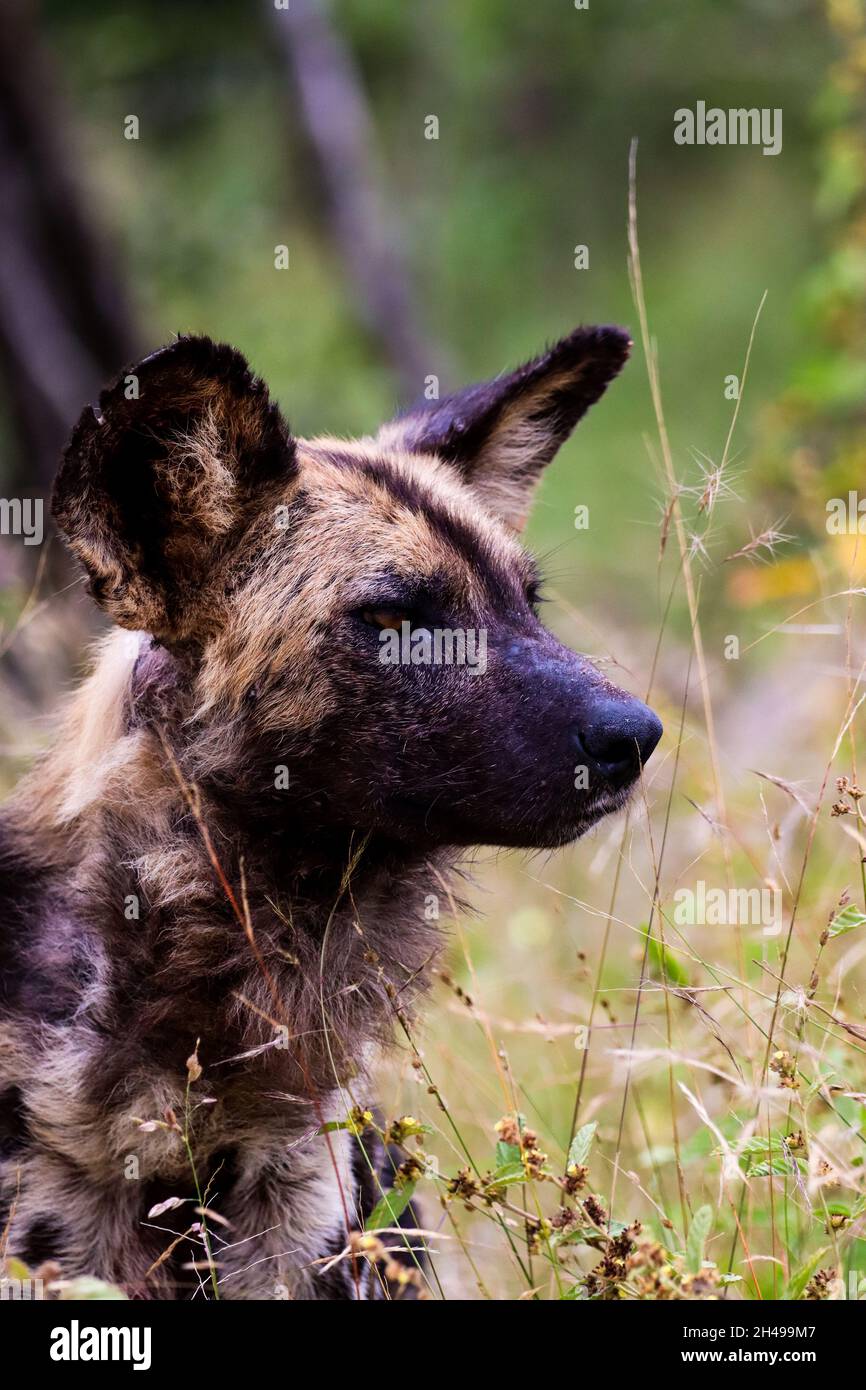 Vertical closeup shot of a hyena dog captured around South Africa Stock ...