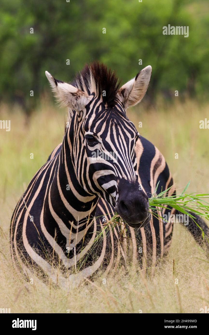 Vertical closeup shot of zebra a captured around South Africa Stock ...