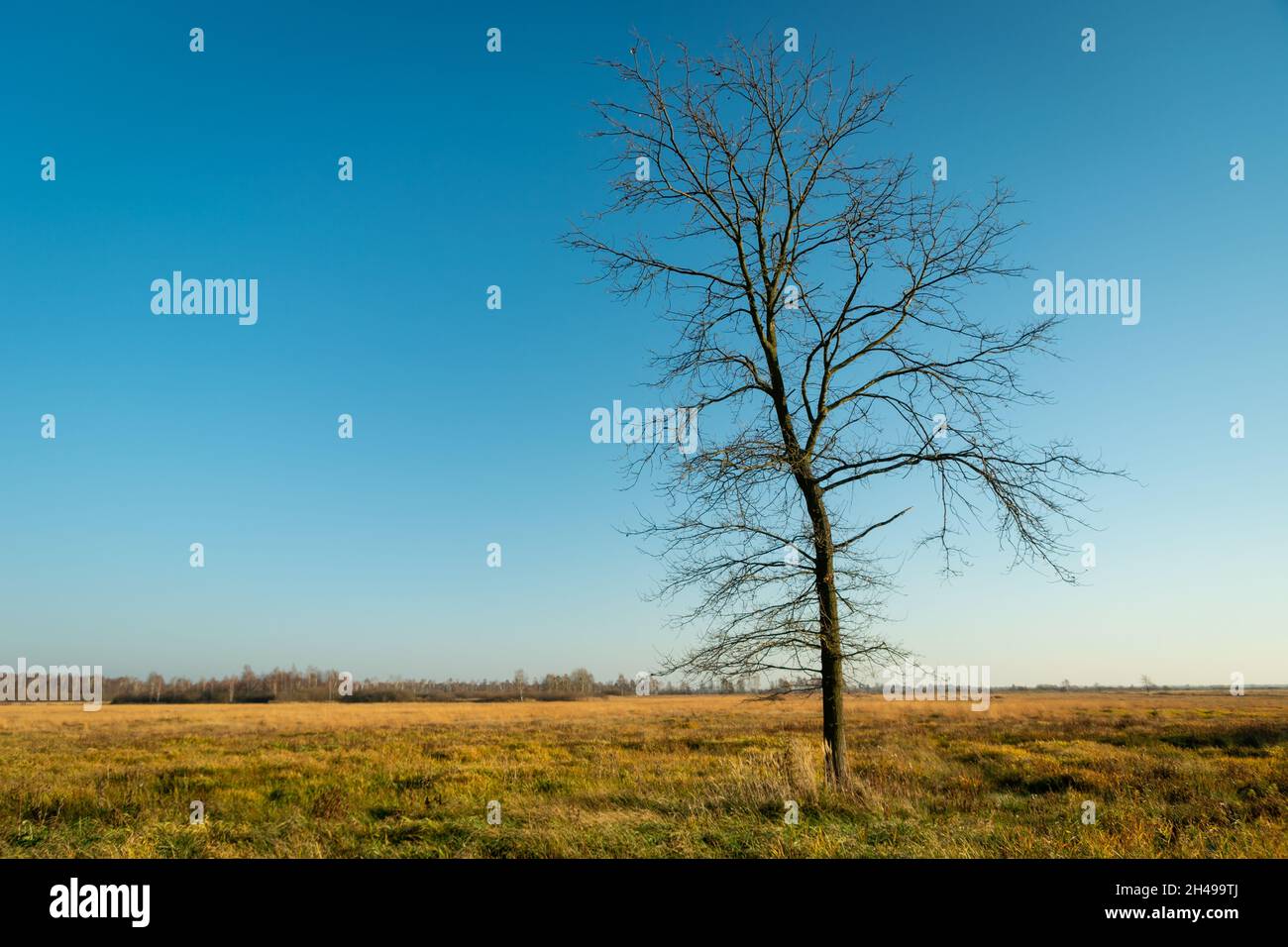 Tree without leaves nature ecology hi-res stock photography and images ...