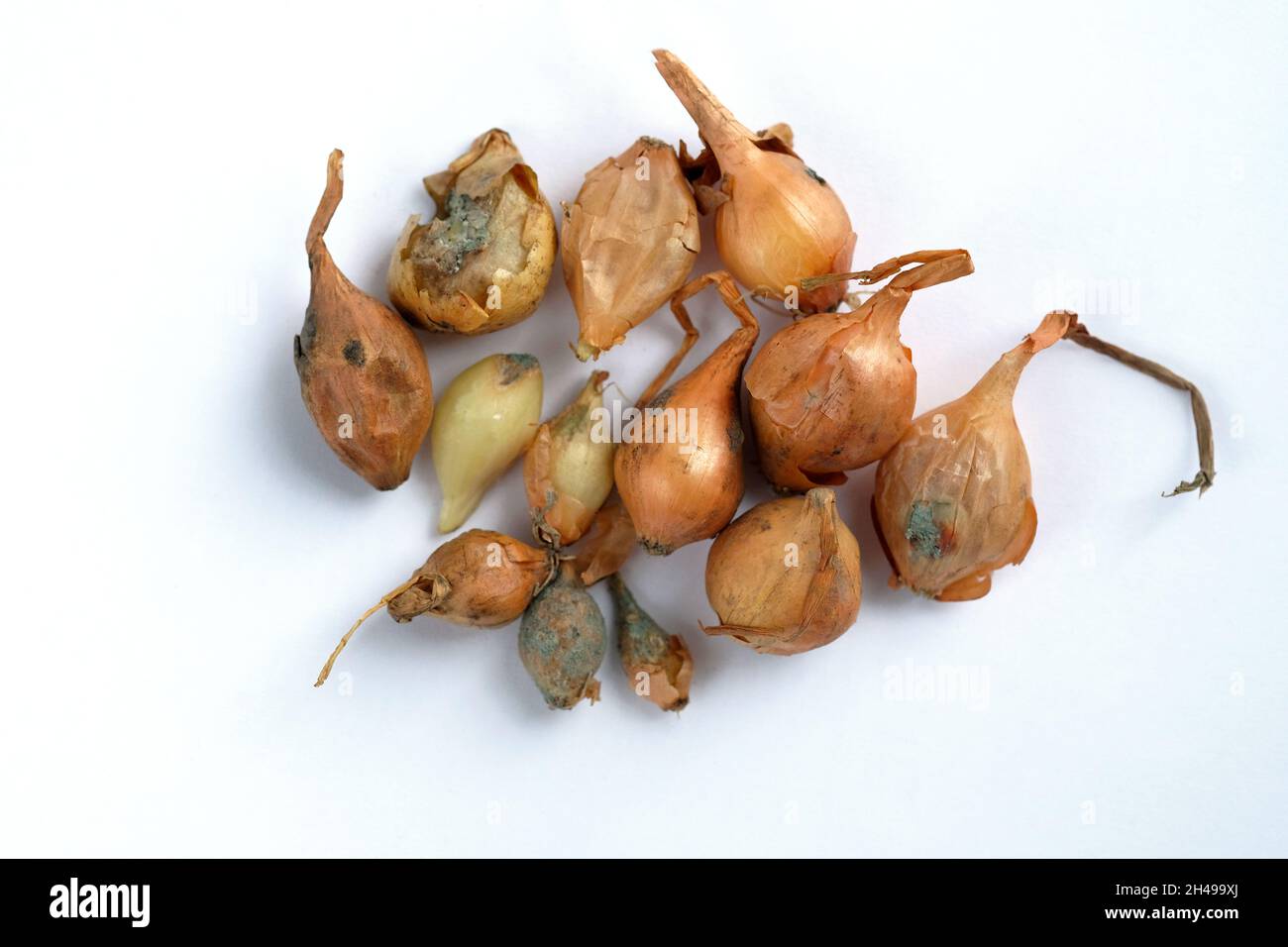 Onion with mold on a white background. Diseases and fungi affecting ...