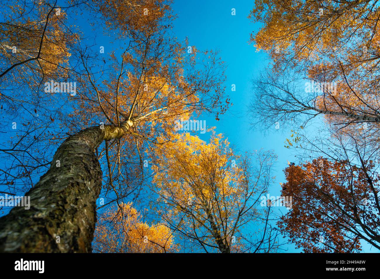Tree canopy from below hi-res stock photography and images - Alamy
