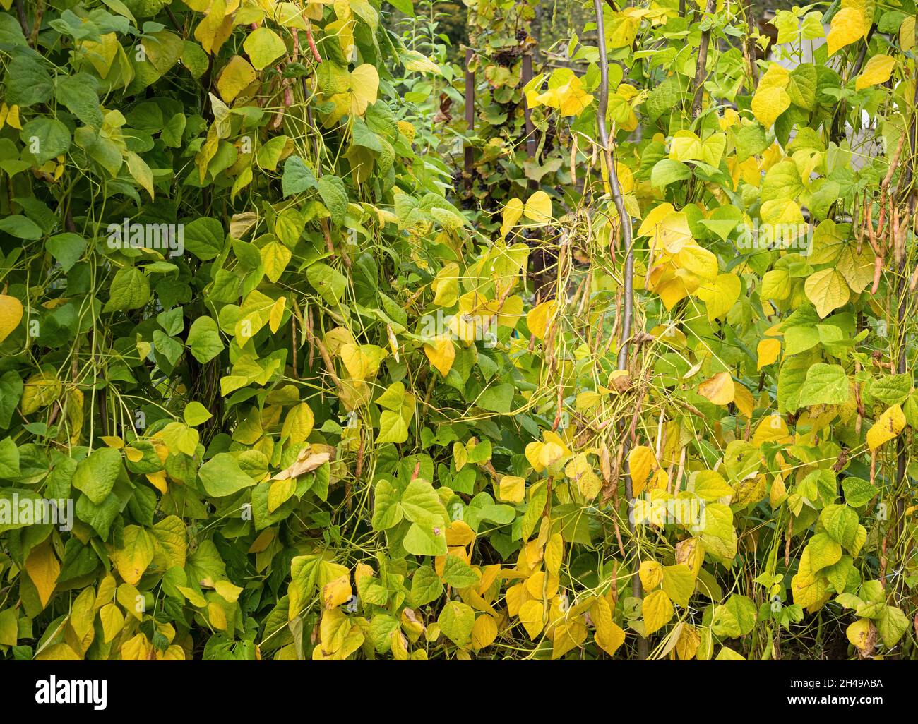 Ripe pods of kidney bean growing on farm. Bush with bunch of pods of ...