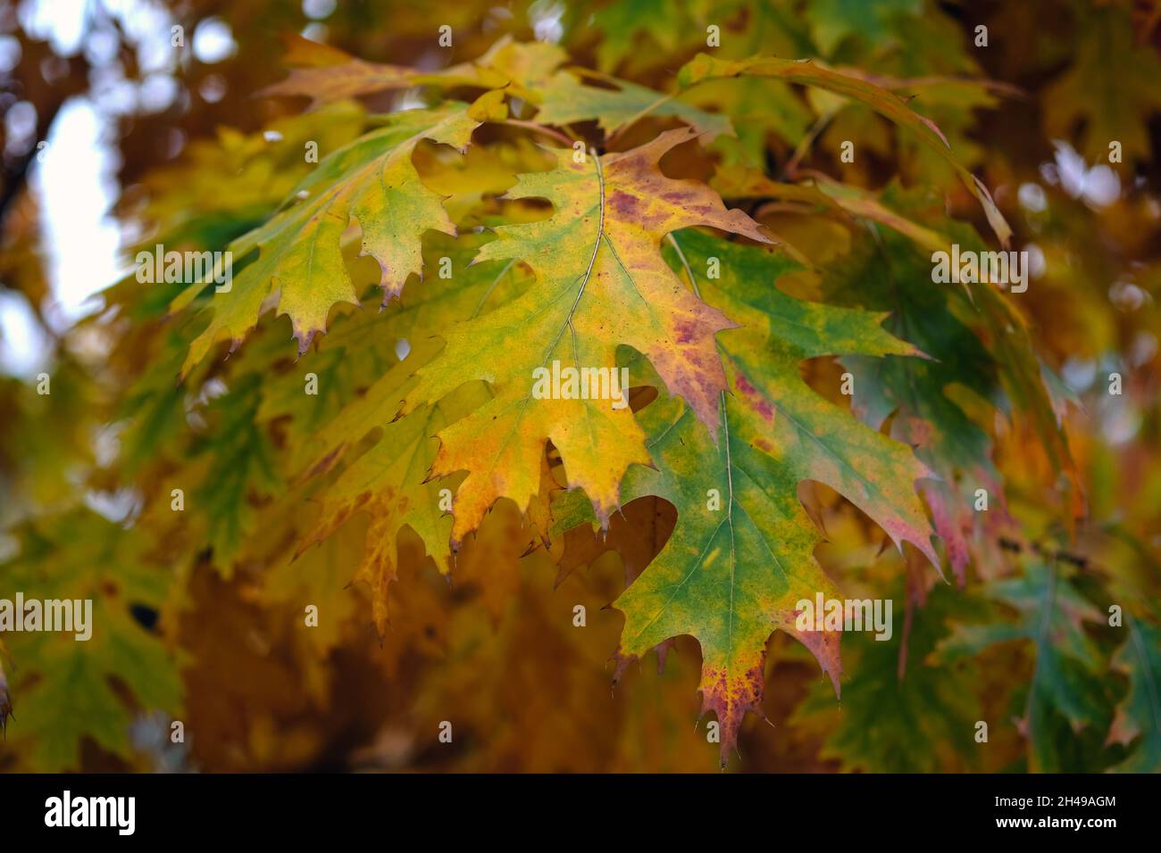 Quercus palustris, pine oak or Spanish swamp oak. Autumn time in ...