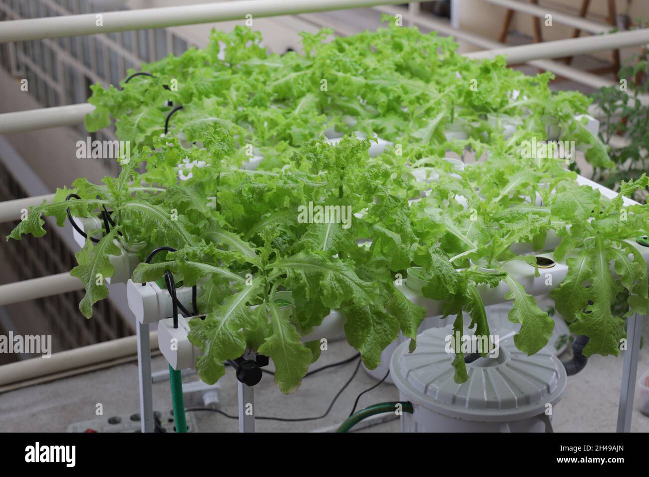 Shot of seedlings on a freezer in a laboratory Stock Photo - Alamy