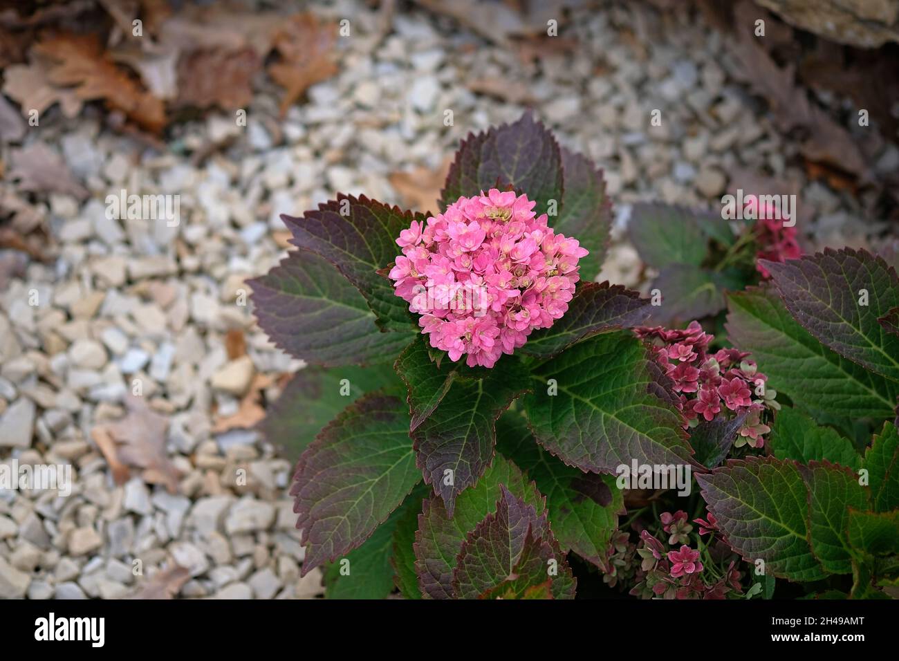 Small hydrangea bush in landscape design top view. Hydrangea dark pink ...