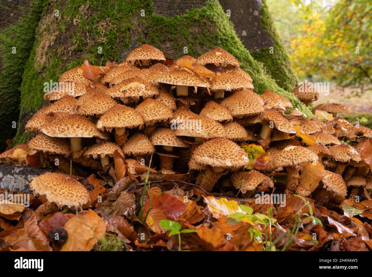 Shaggy scalycap, Pholiota squarrosa, clump at base of Beech tree ...