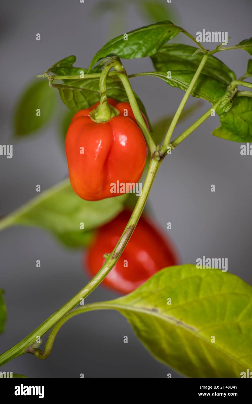 unripe habanero red (Capsicum chinense) chili pepper Stock Photo - Alamy