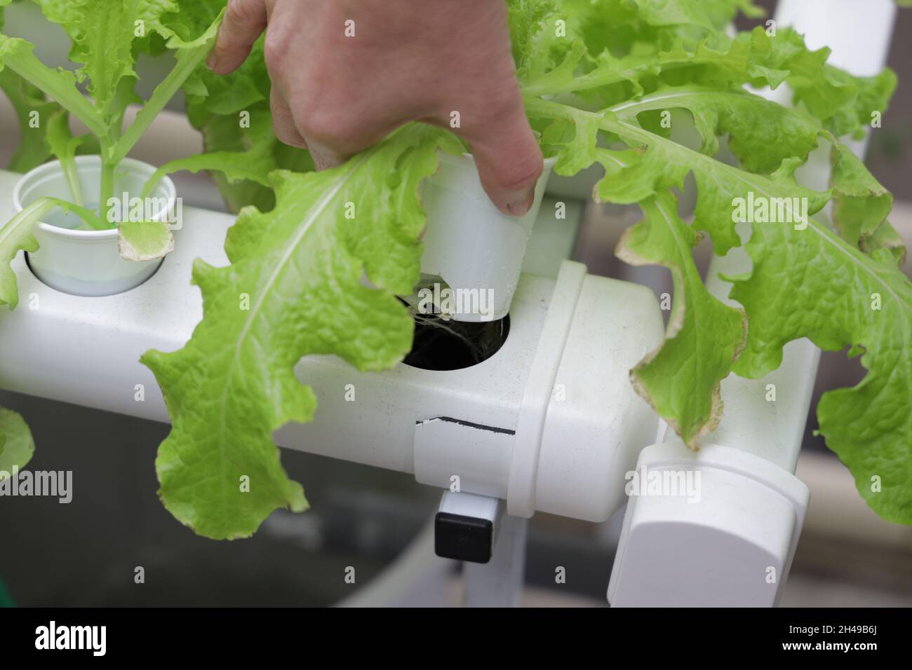 Lab experiment green seedlings hi-res stock photography and images - Alamy