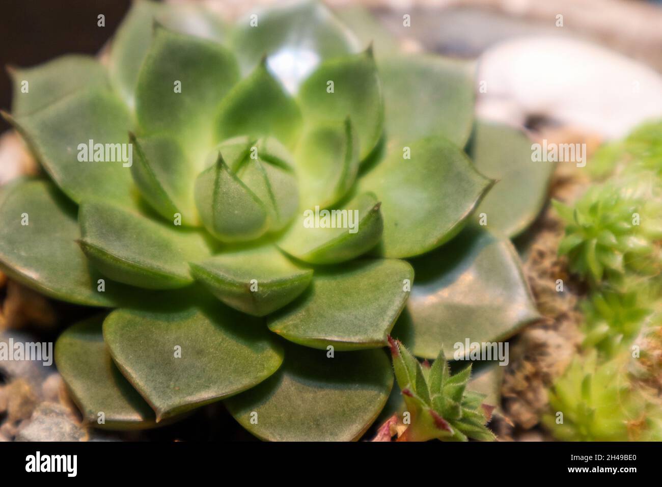 Plant opening hi-res stock photography and images - Alamy