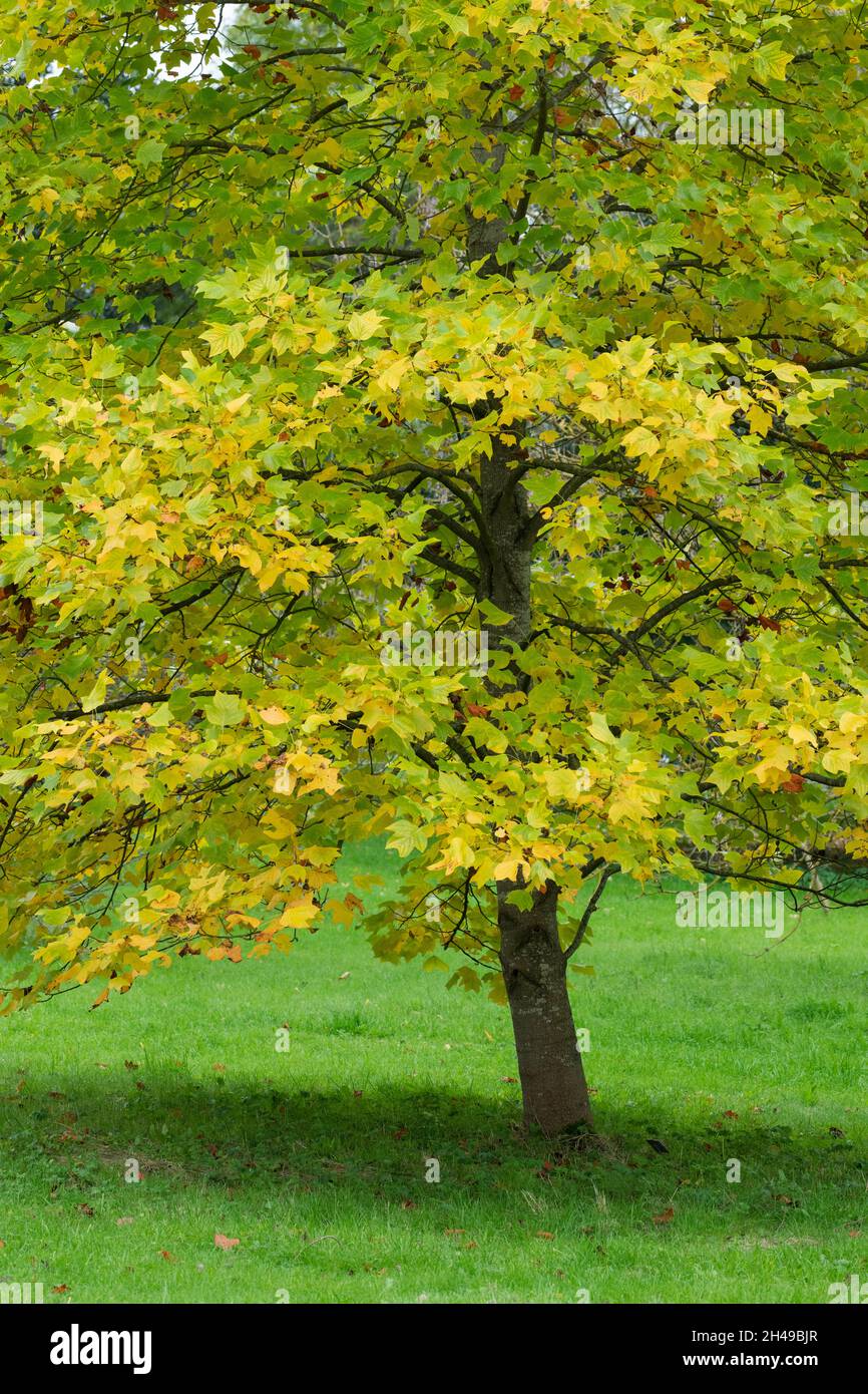 Liriodendron tulipifera fastigiatum. Tulip tree in autumn Stock Photo ...