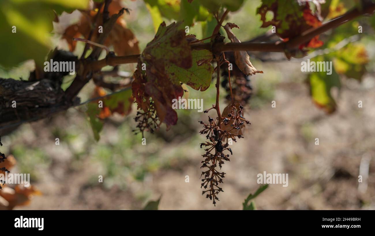 Soil skeleton hi-res stock photography and images - Alamy