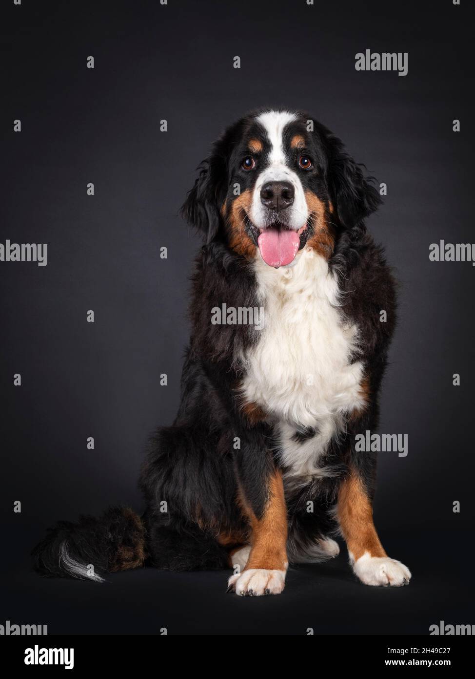 Majestic Berner Sennen dog, sitting up facing front. Looking towards ...