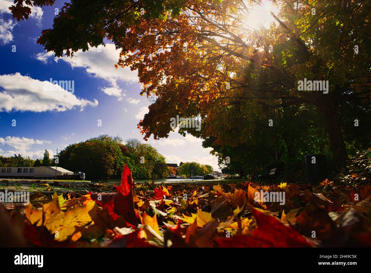 Fall leaves next to the canal Stock Photo - Alamy