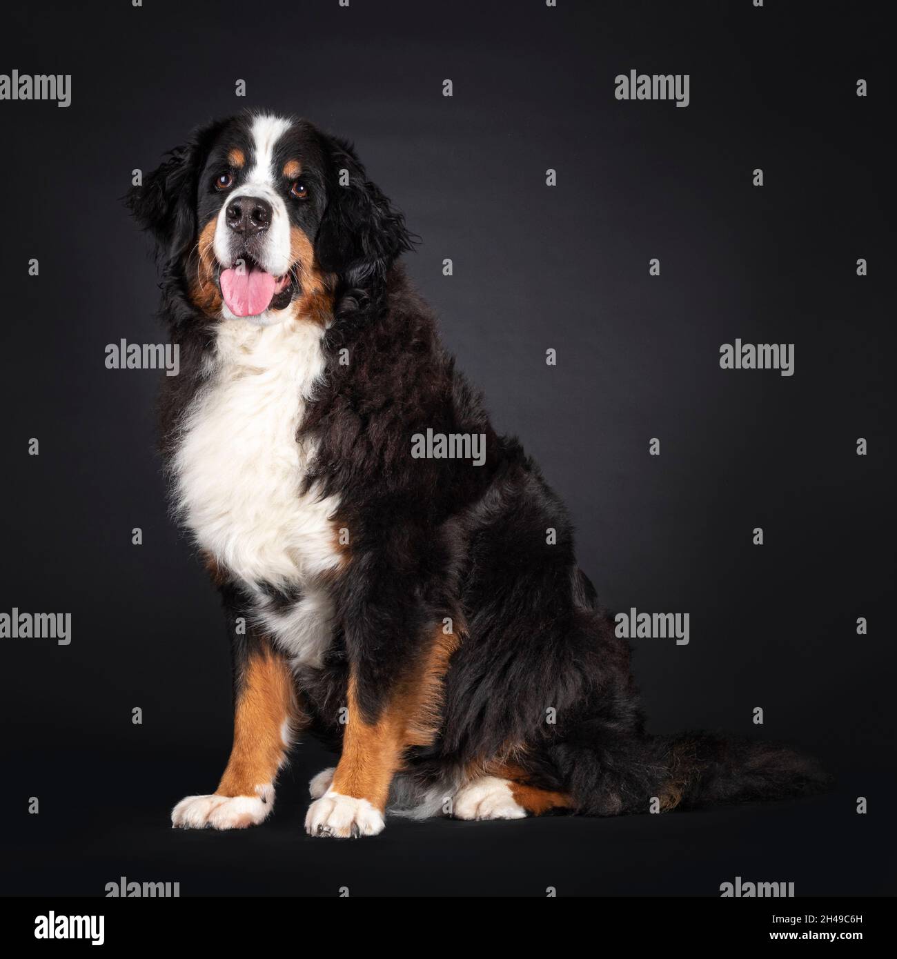 Majestic Berner Sennen dog, sitting up side ways. Looking towards ...