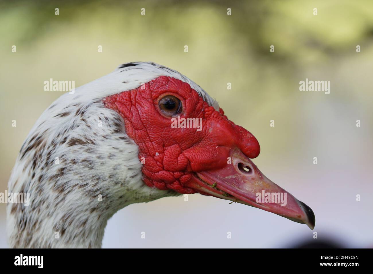 Closeup of muscovy duck's beak, eye, and caruncles details Stock Photo ...