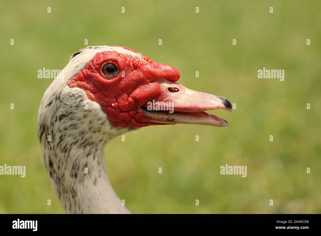 Closeup of muscovy duck's beak, eye, and caruncles details Stock Photo ...