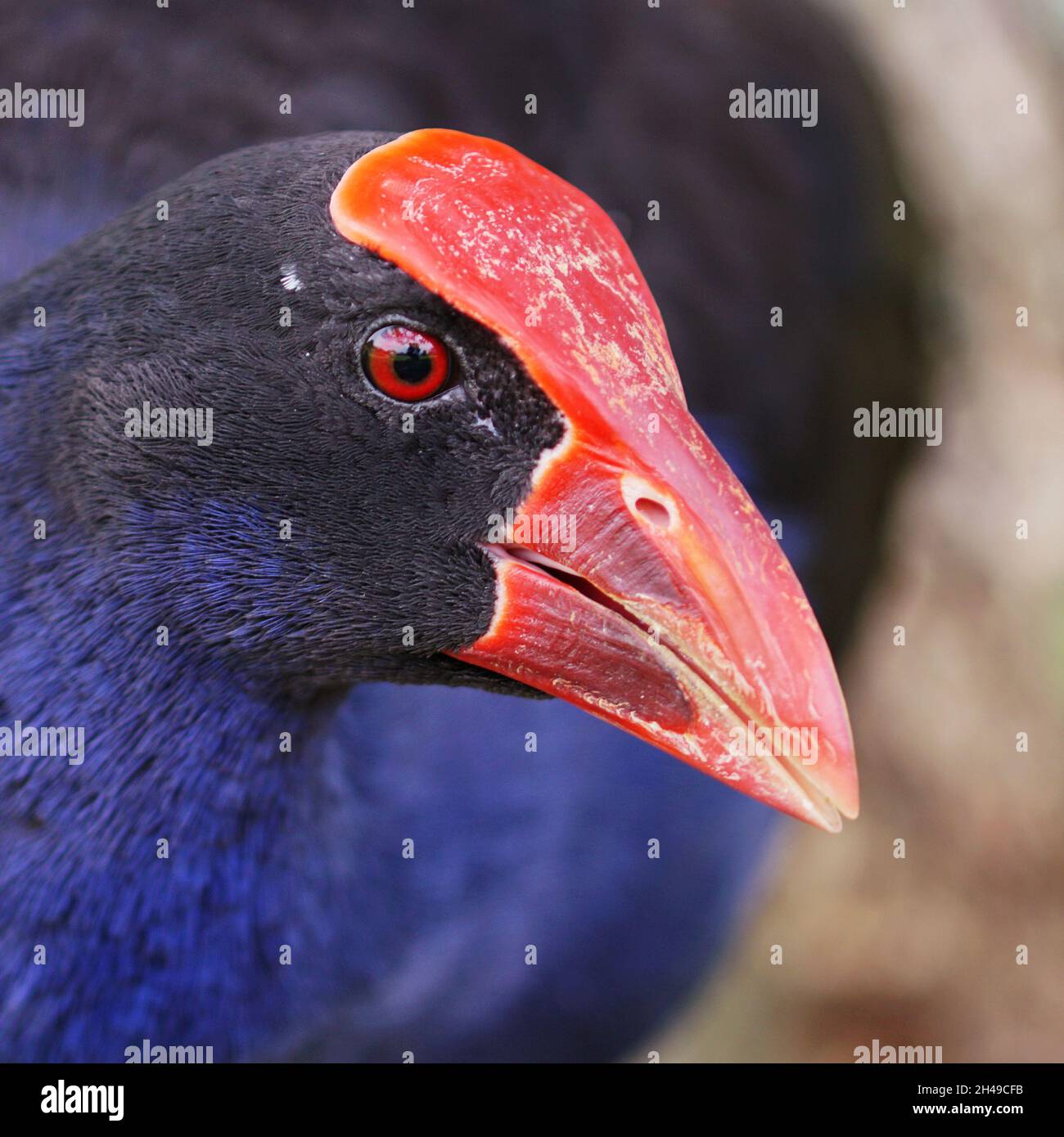 Poultry farm australia hi-res stock photography and images - Alamy