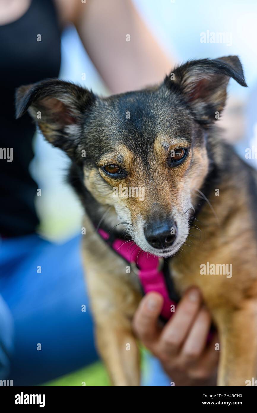 Mistress sitting hi-res stock photography and images - Alamy