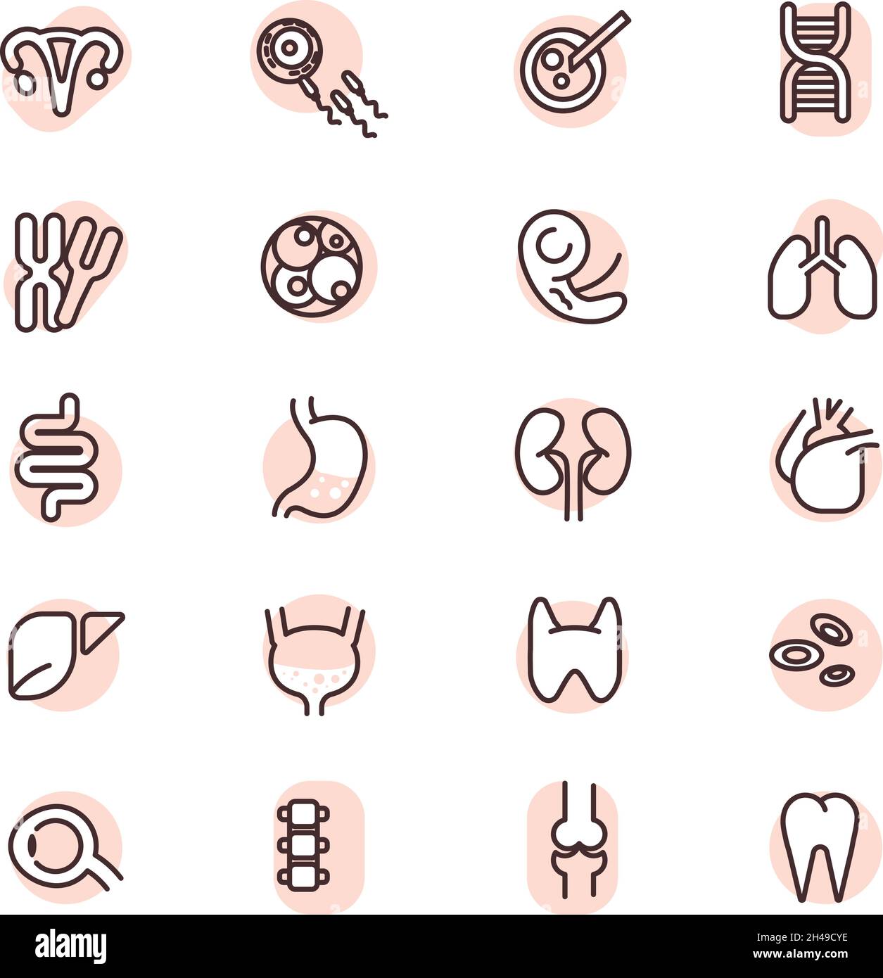 Human organs, illustration, vector, on a white background Stock Vector ...