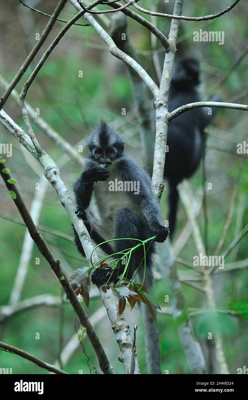 Mount leuser national park hi-res stock photography and images - Alamy