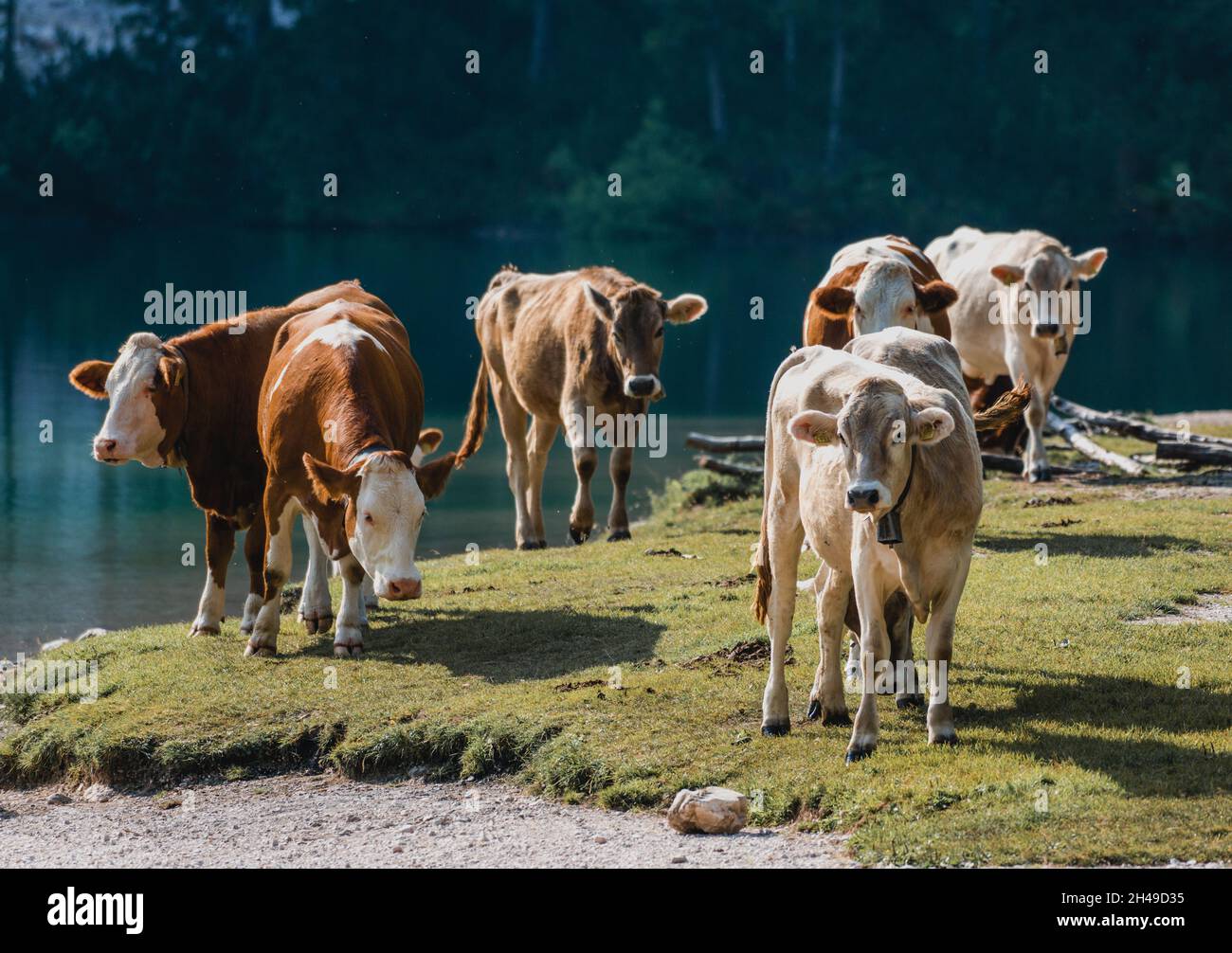 Group of cute cows grazing on a meadow near a lake Stock Photo - Alamy