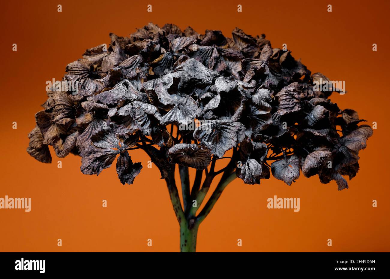 dried hydrangea flower head on orange background Stock Photo - Alamy