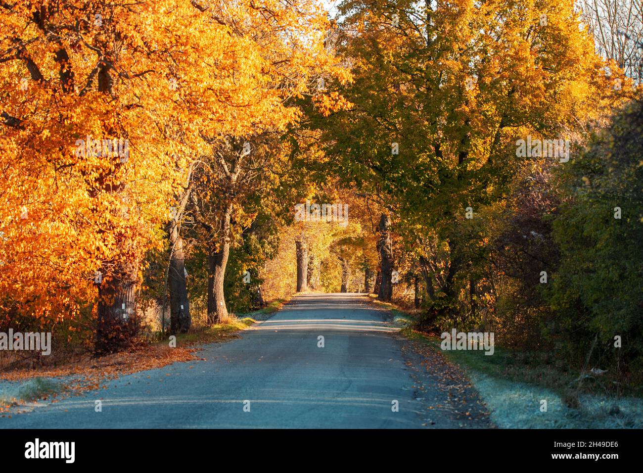 Beautiful asphalt road and tree alley. Summer rural landscape. Abstract ...