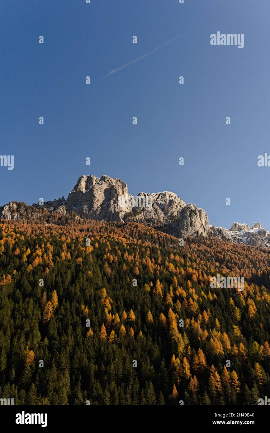 Forest on cliffside hi-res stock photography and images - Alamy