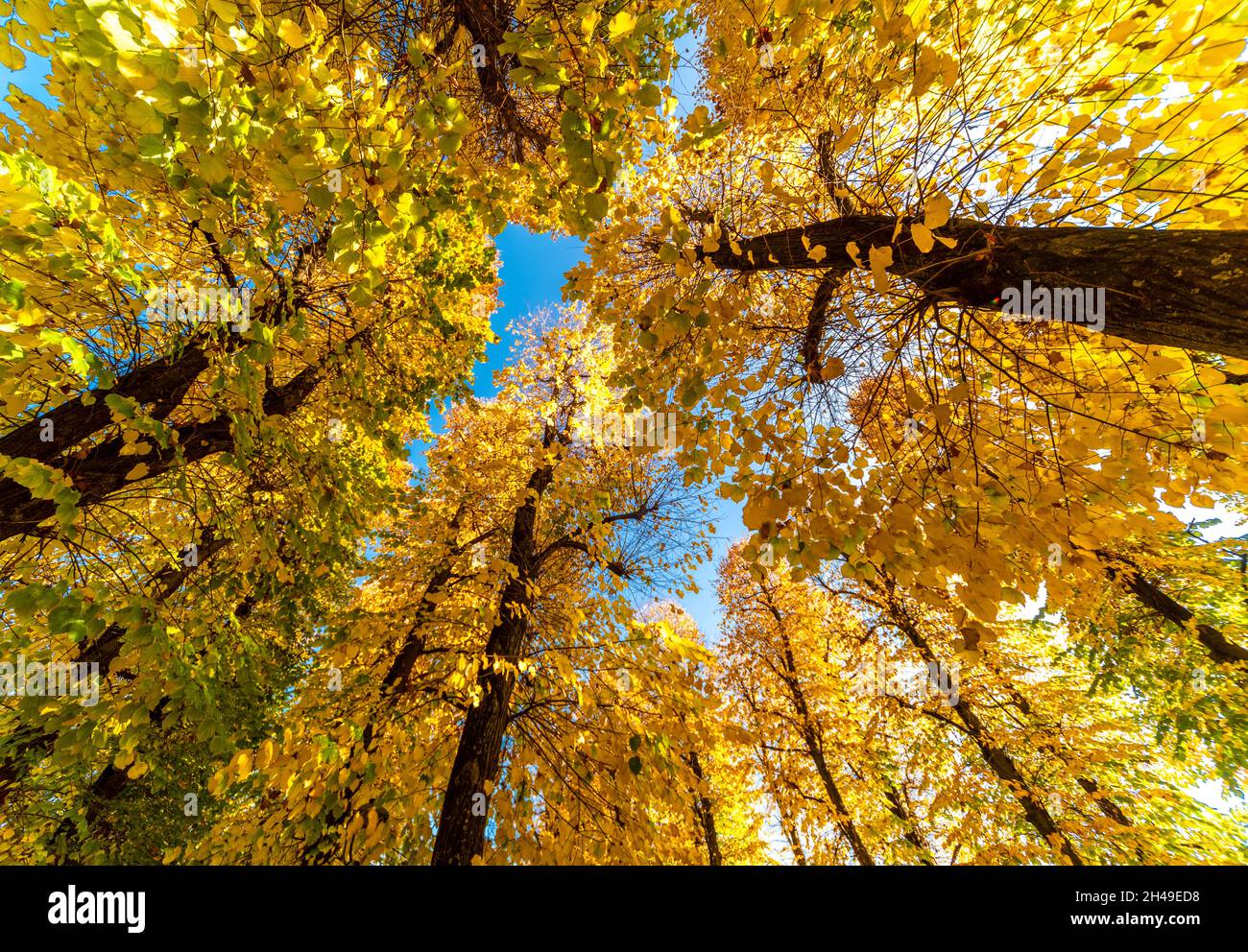 Tall linden trees with colorful yellow and orange leaves in autumn in ...