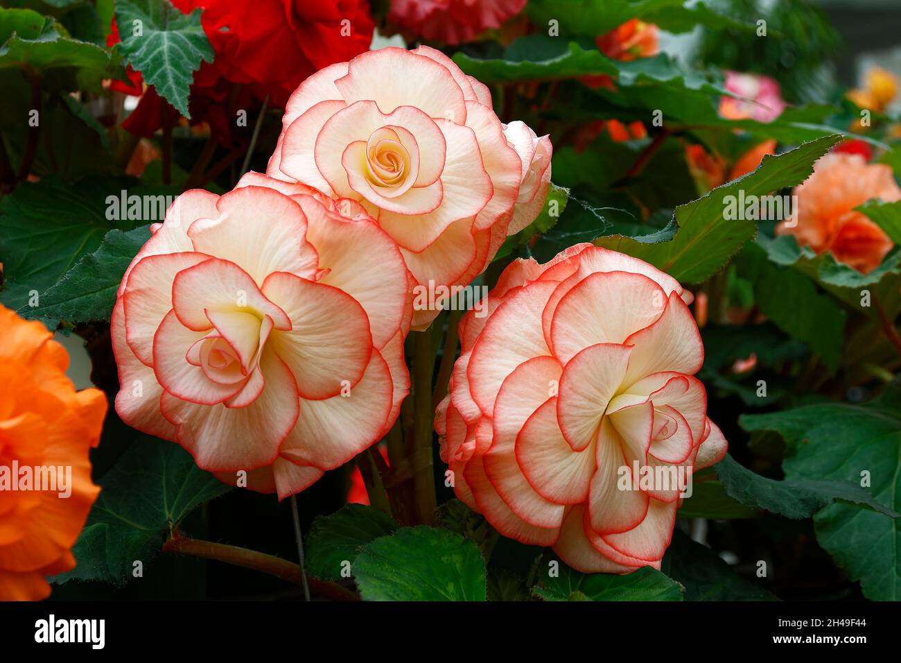 begonia flowers, close-up, cultivated, cream petals, edged in salmon ...