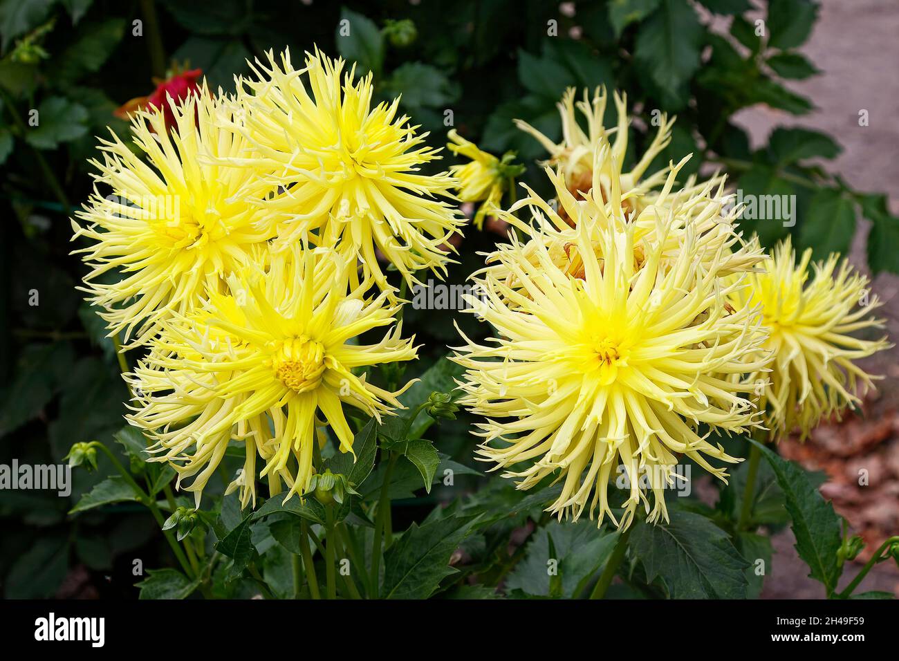 Spikey leaves hi-res stock photography and images - Alamy