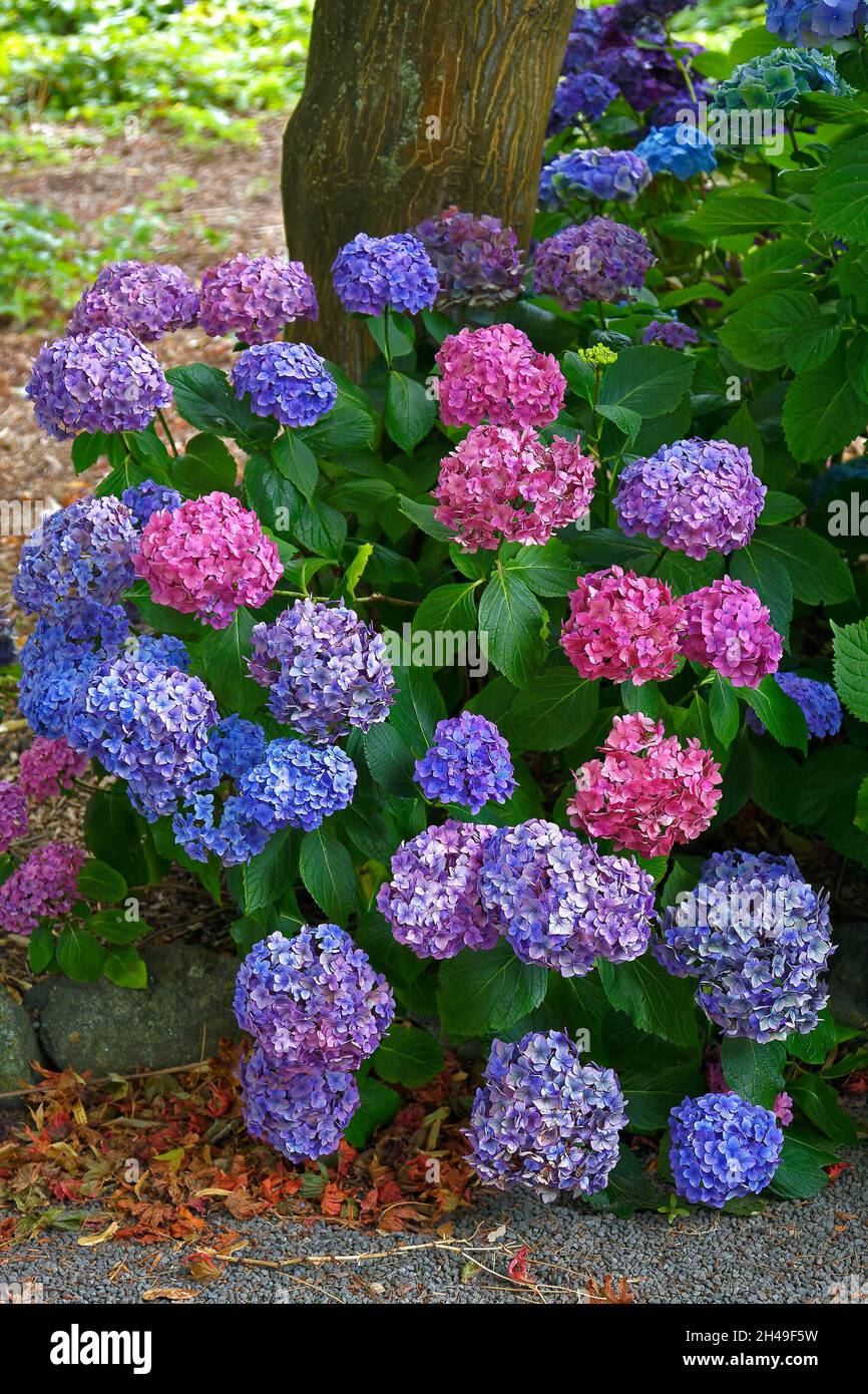 hydrangea, shrub, flowers, varied colors, blue, lavender, pink, glossy ...