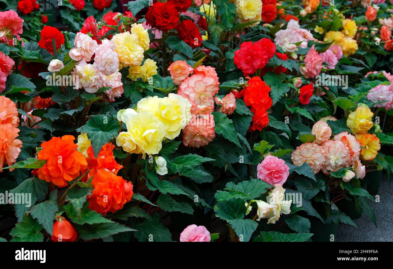 begonias, colorful flowers, bed, mixed varieties, multicolors ...