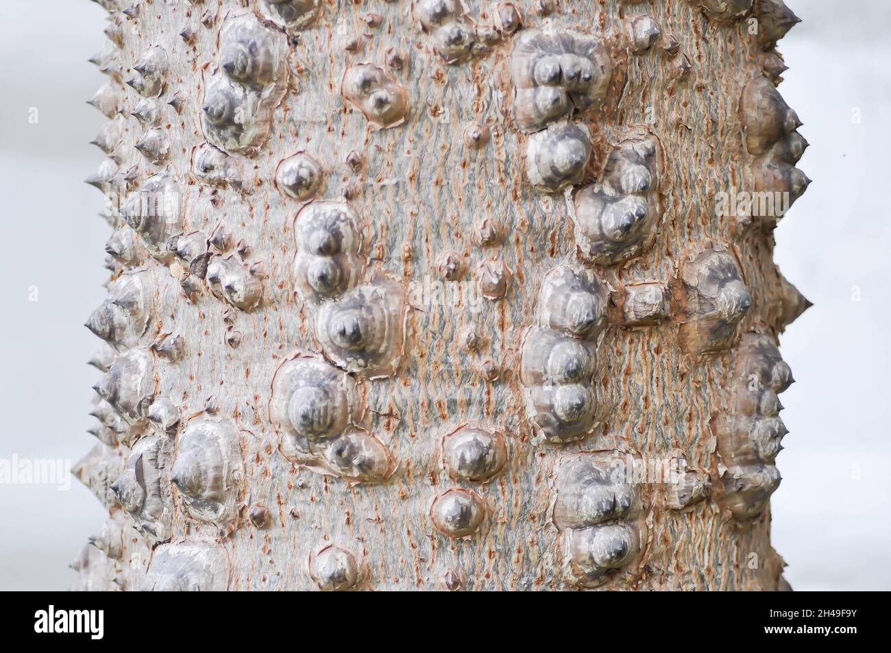 Bombax anceps pierre hi-res stock photography and images - Alamy