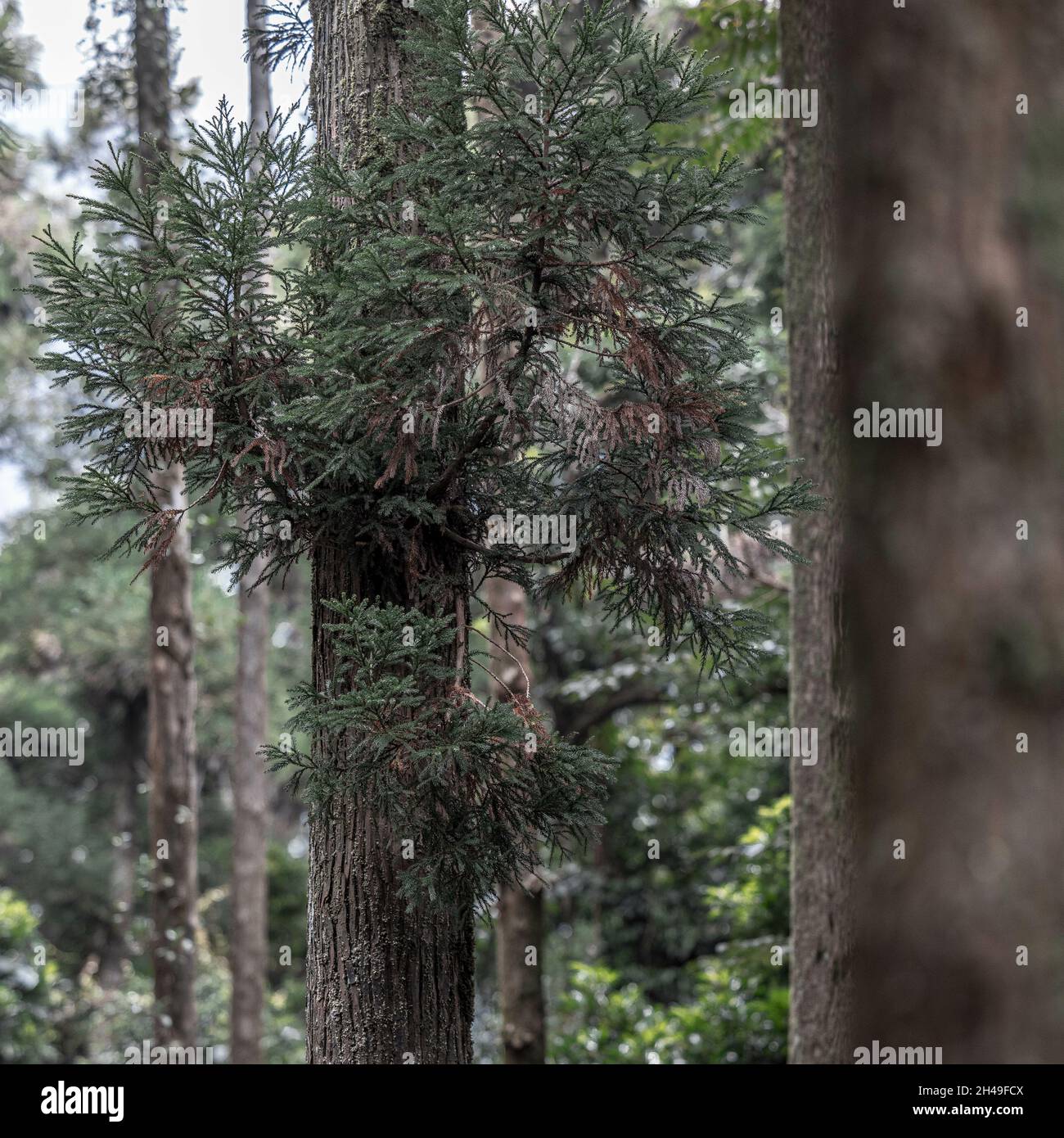 Tall brown tree hi-res stock photography and images - Alamy