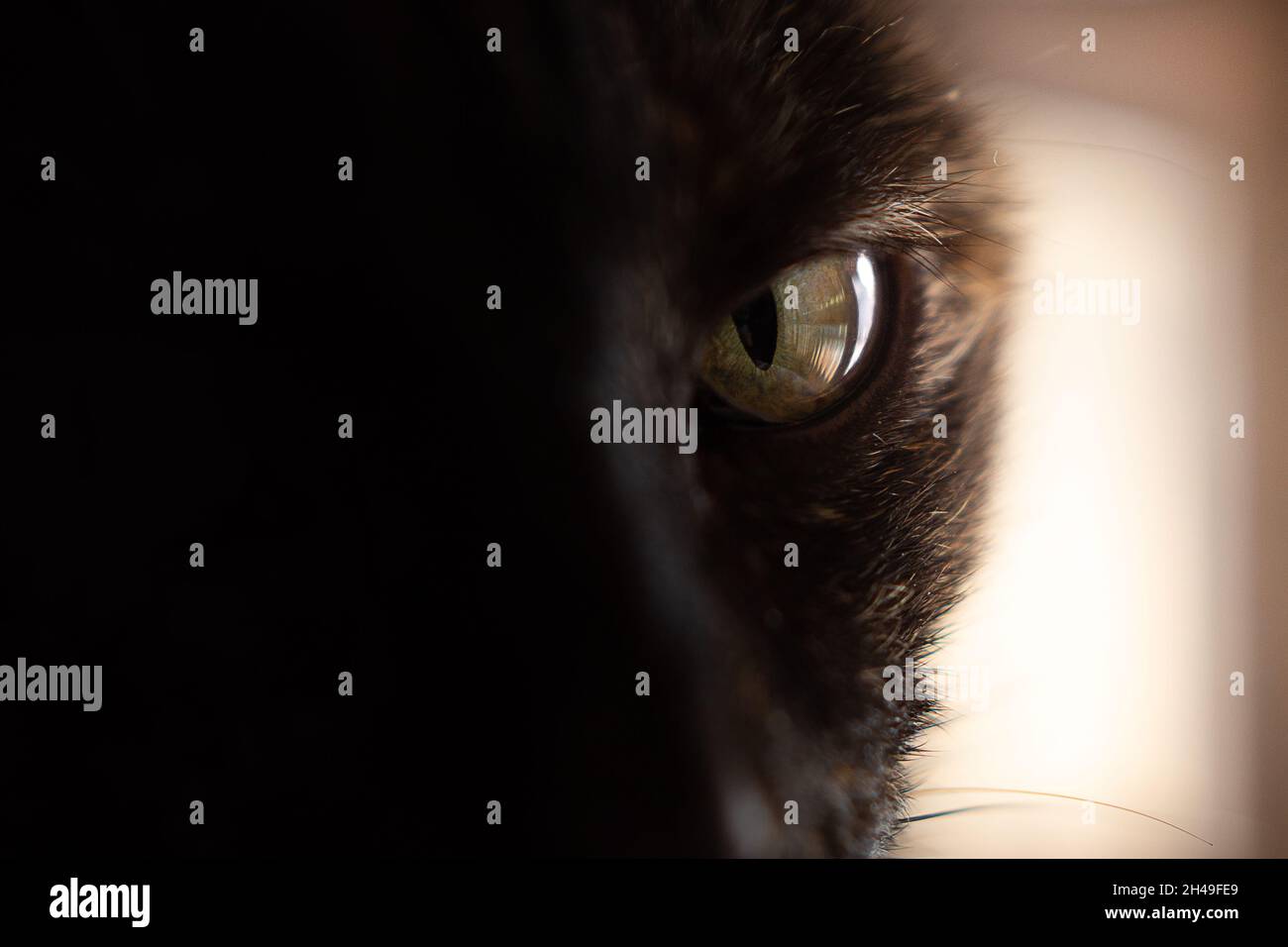 Close-up on the face of a female tortoiseshell cat. Carey cat Stock ...