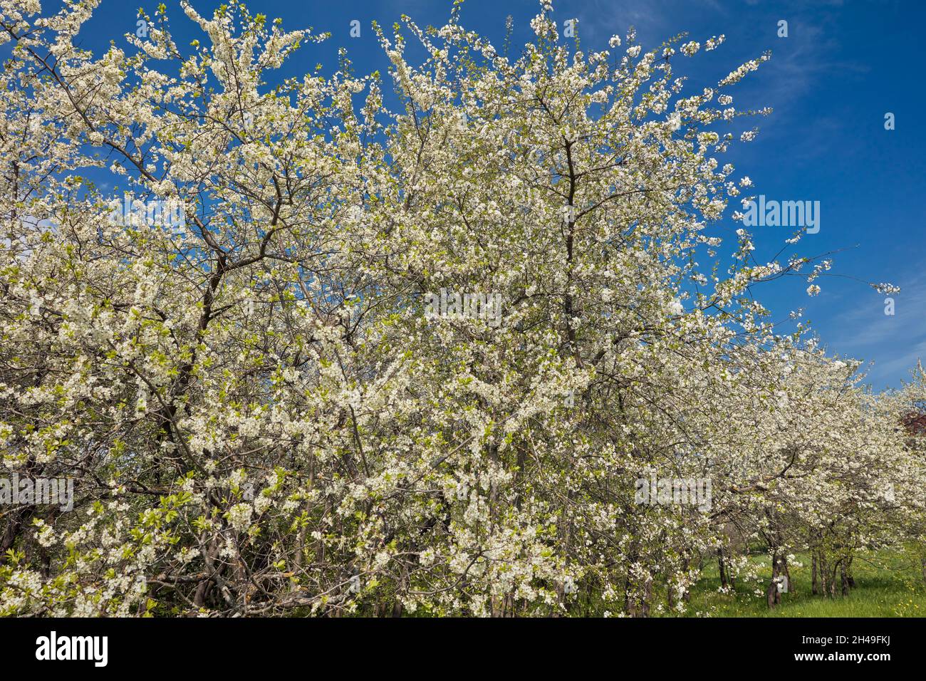 Cherry trees (Prunus cerasus) blossoming in spring. Kolomenskoye estate ...